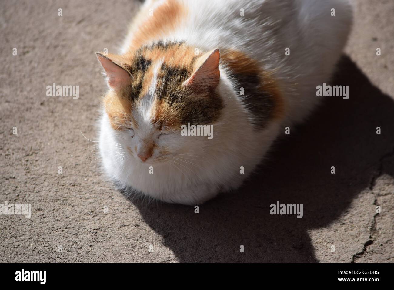 Cat surprised chilling Stock Photo - Alamy