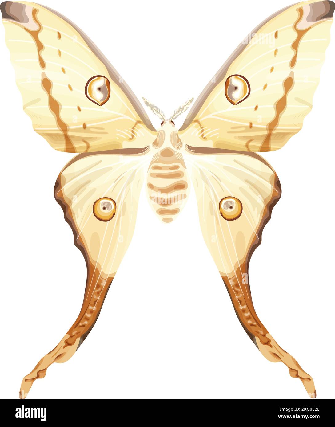 Luna moth Stock Vector Images - Alamy