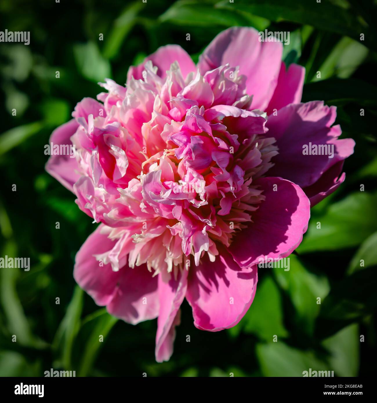 A closeup shot of a beautiful peony flower in a green garden Stock ...