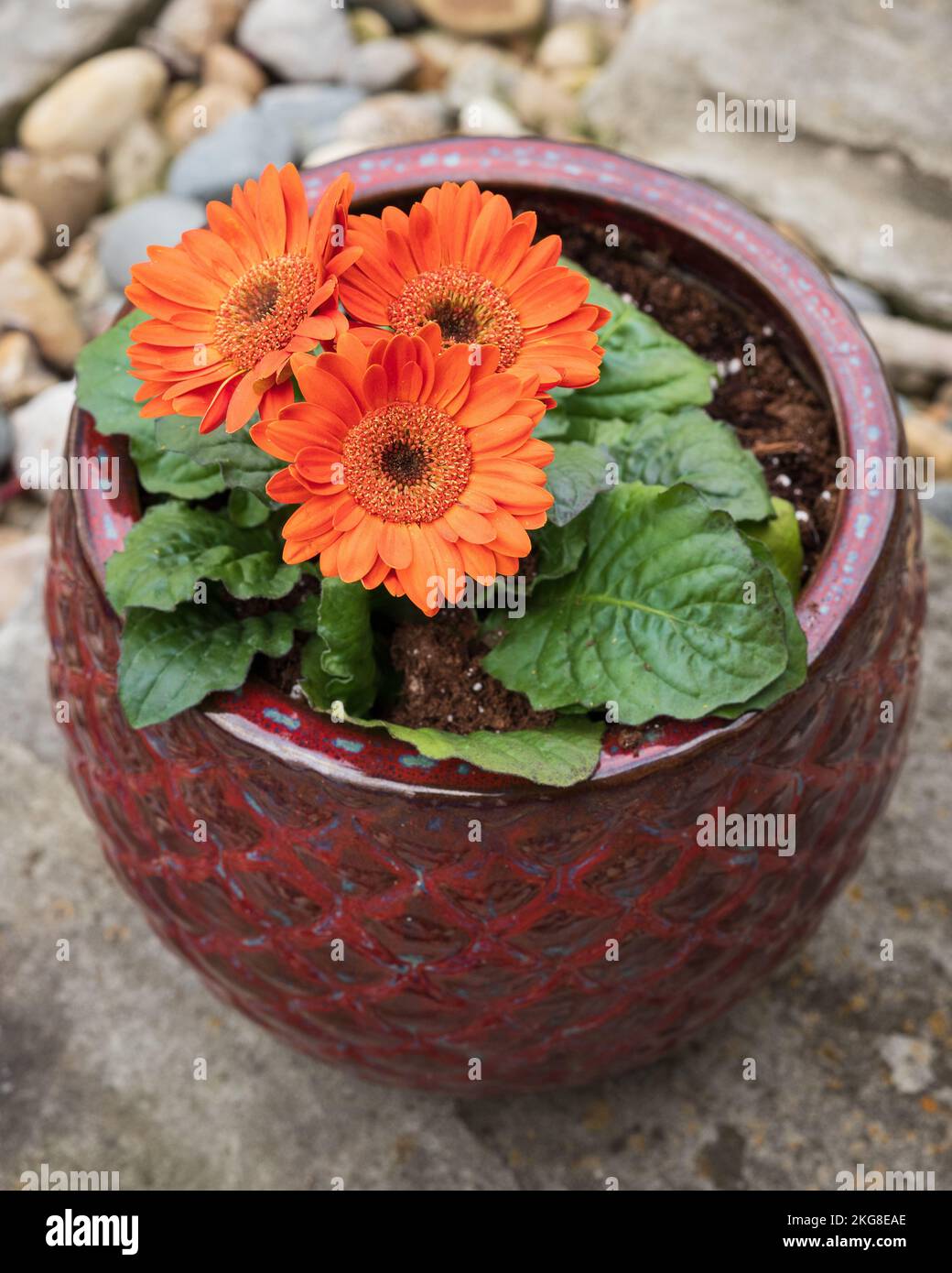 A closeup shot of beautiful Barberton daisy flowers in a pot Stock ...