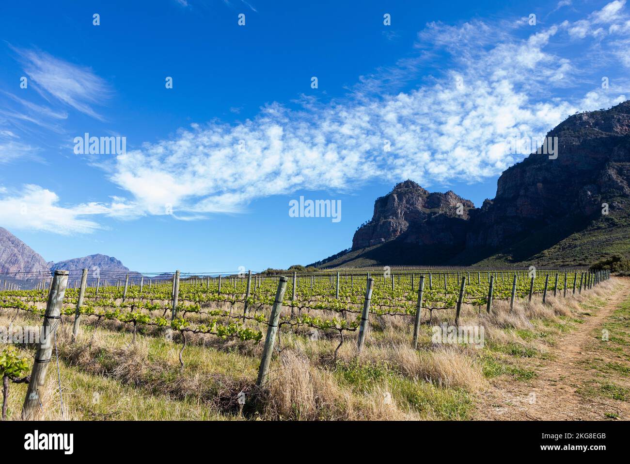 Row vineyard in south africa hi-res stock photography and images - Alamy