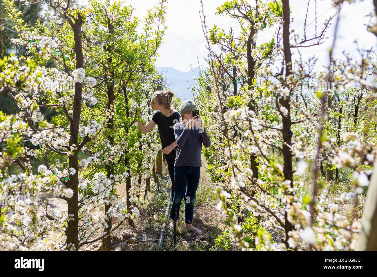 Teenage girl (16-17) with brother (8-9) walking between vines growing ...