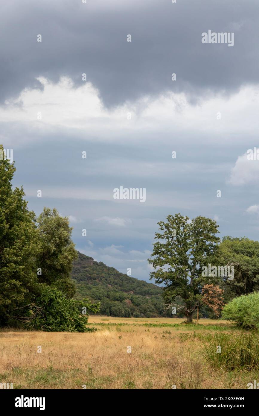 Pasture with yellow to orange dried herb, green trees, hills and white ...