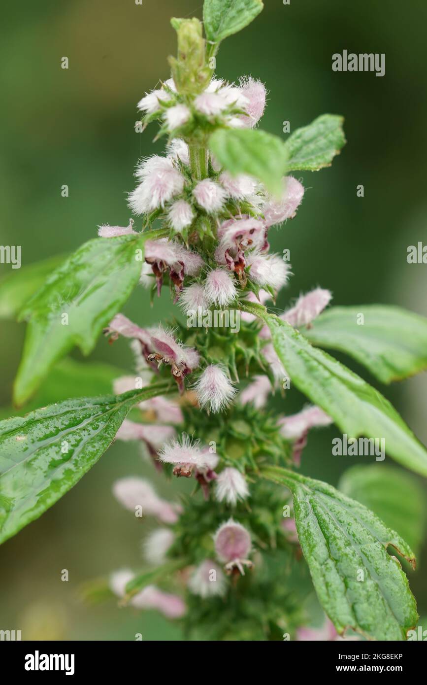 A closeup of a leonurus cardiaca plant in the garden Stock Photo - Alamy
