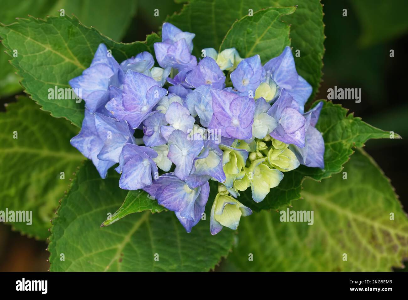 A closeup of a blue Mophead Hydrangea macrophylla flowers in the garden ...