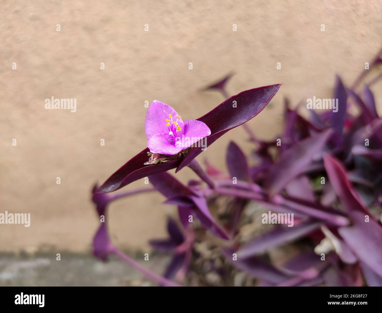 A closeup of a vibrant Tradescantia pallida, also called purple heart ...