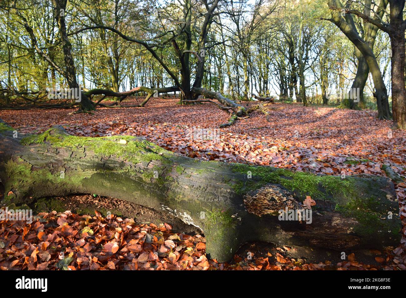 Autumnal scenes in a British deciduous wood Stock Photo - Alamy