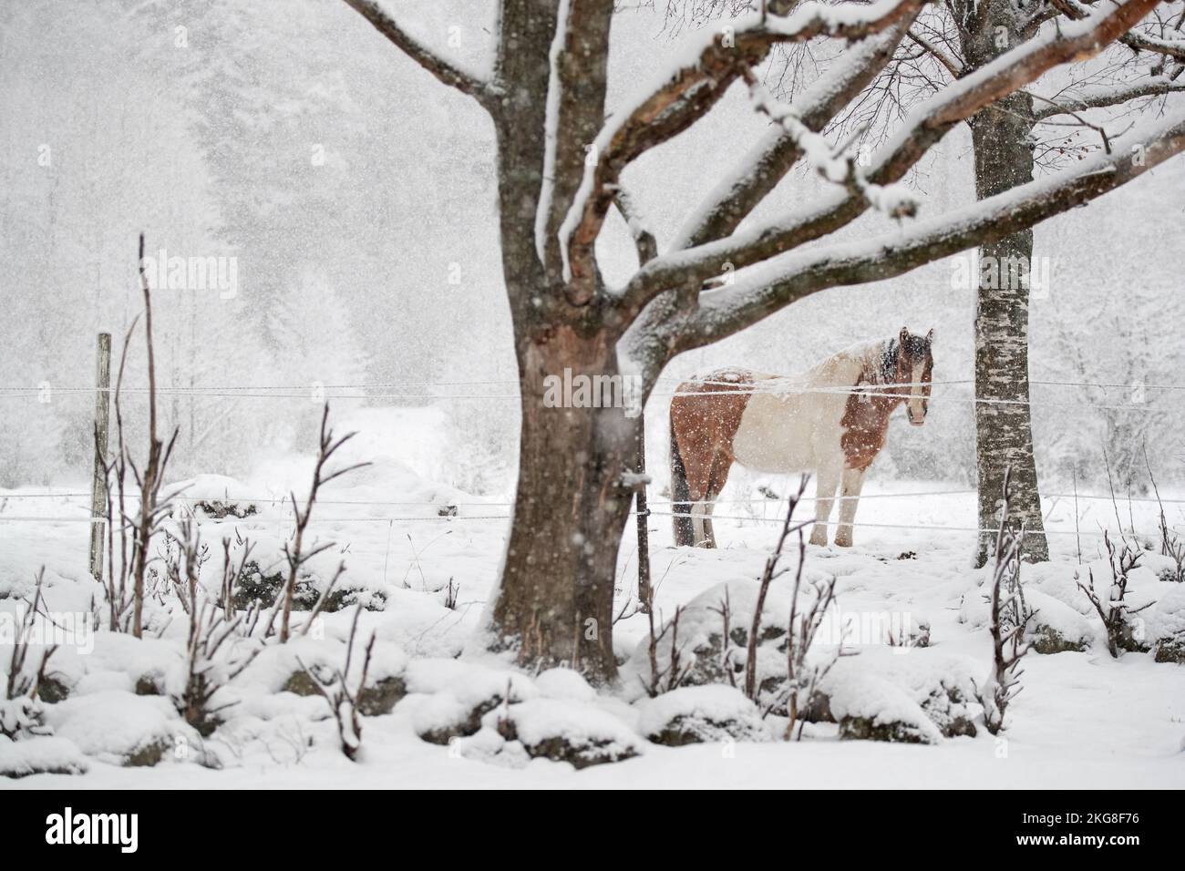 Seasonal weather. Heavy snow during Monday afternoon in Motala, Sweden ...