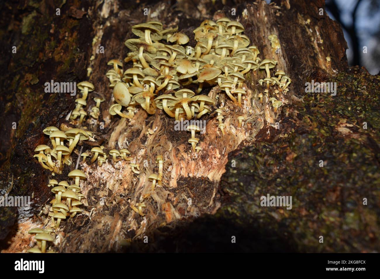 Autumnal scenes in a British deciduous wood Stock Photo - Alamy