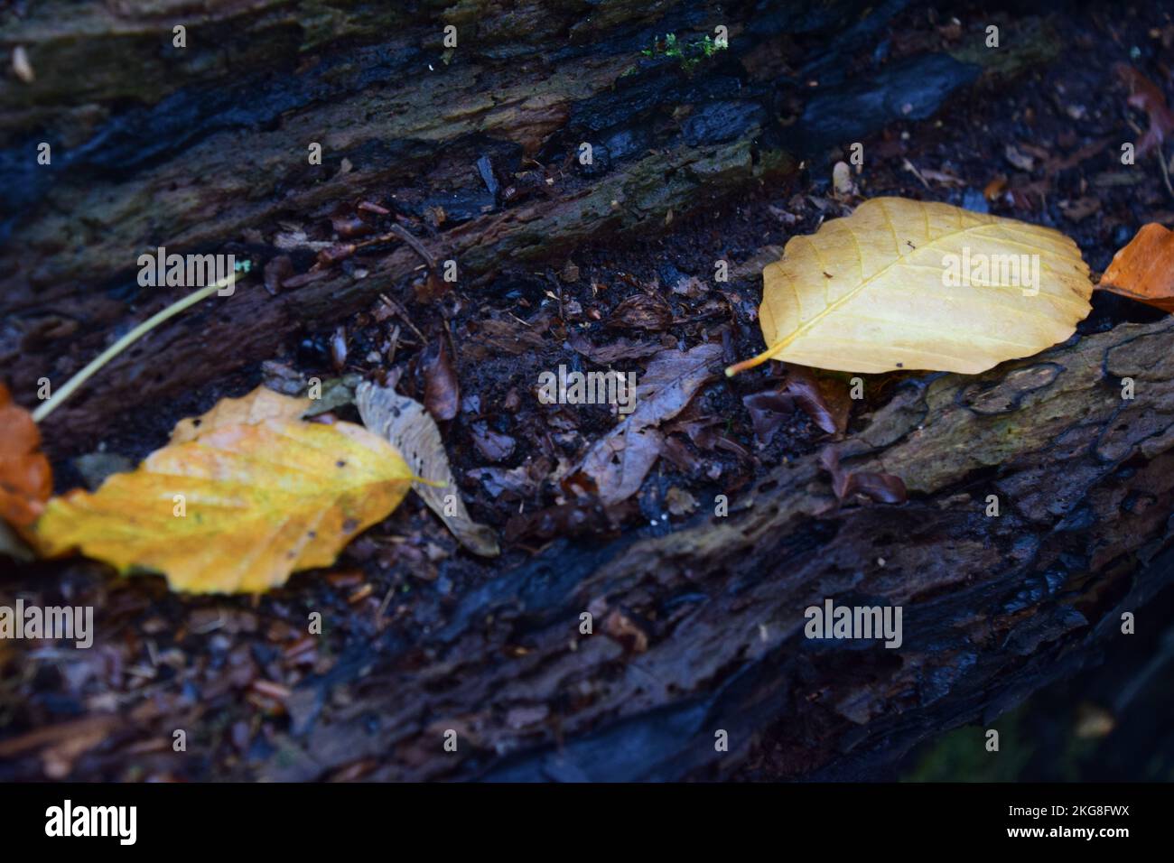 Autumnal scenes in a British deciduous wood Stock Photo - Alamy