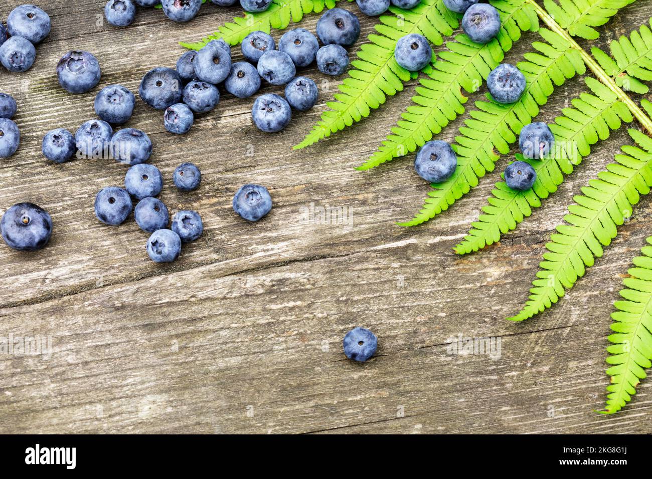 Blueberries picking. Eco friendly, summer composition with organic ...