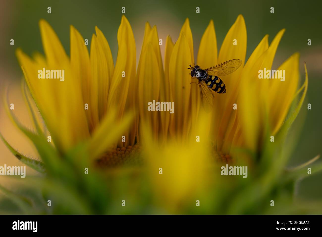 A close-up of a sunflower with a bee flying on, pollination by the ...