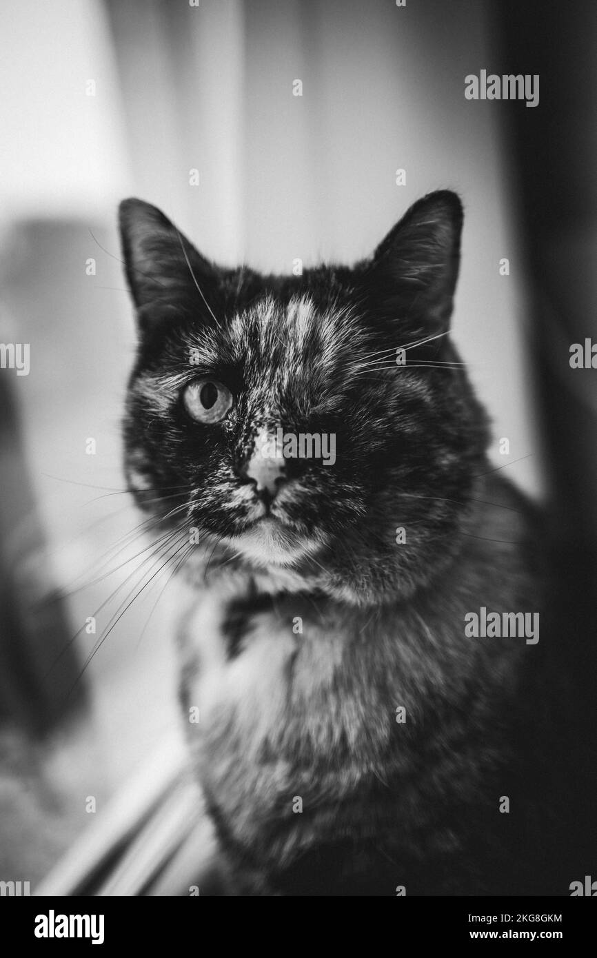 Furry vertical Black and White Stock Photos & Images - Alamy