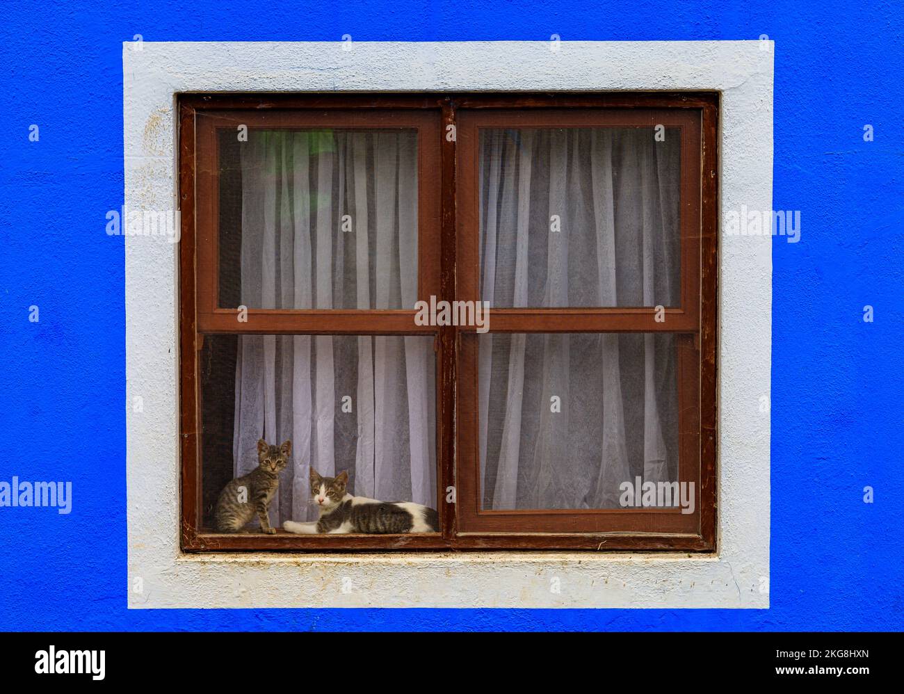 Wooden window frame on blue-painted wall. Two adorable kittens resting ...