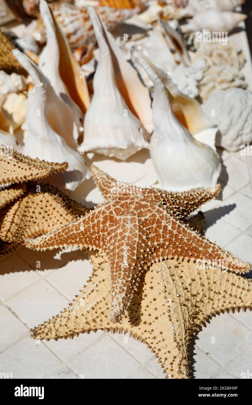 Starfish and sea shells hi-res stock photography and images - Alamy