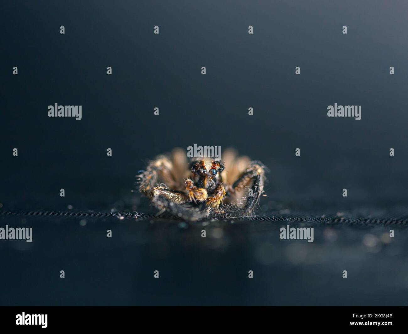 jumping spider on the ground Stock Photo - Alamy