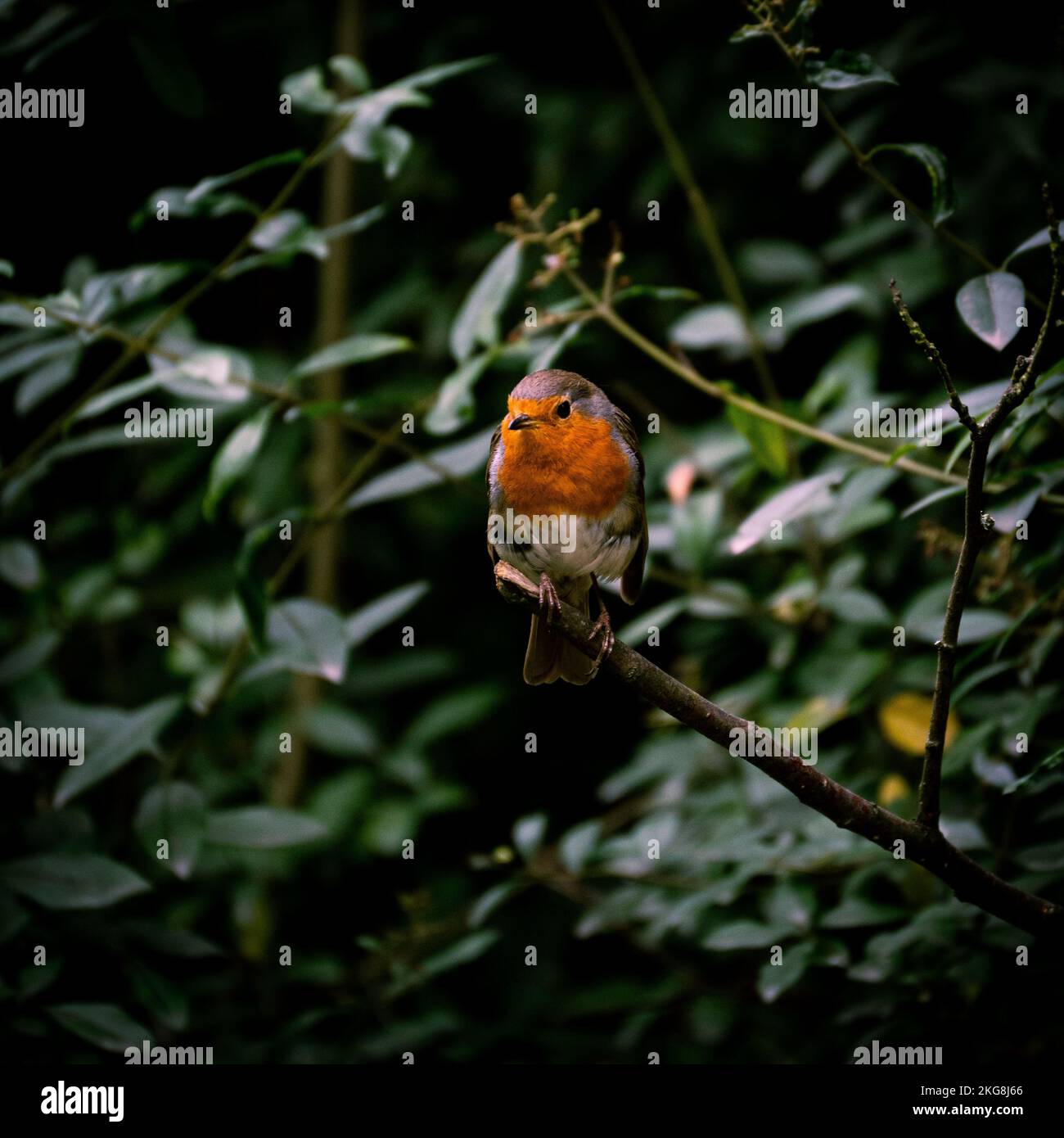 A selective focus shot of a small Robin bird perched on a tree branch ...