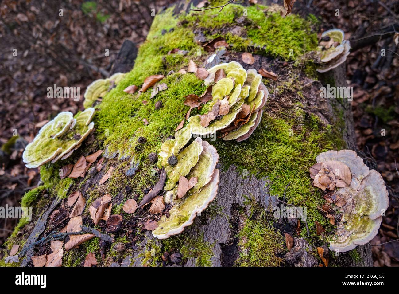 A closeup of mushrooms growing on a moss-covered dry wood Stock Photo ...