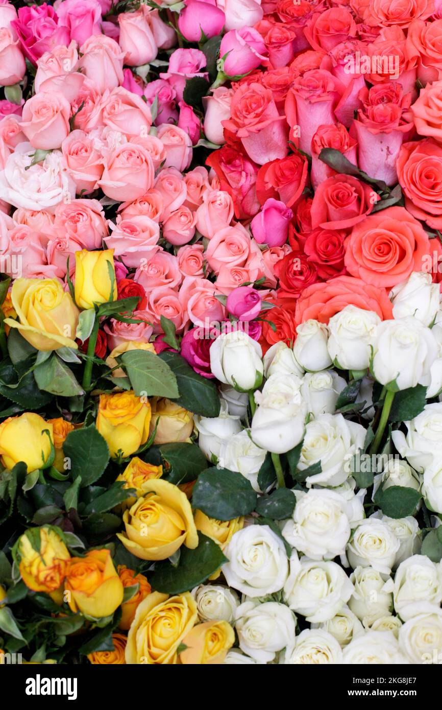 Selection of multi-colored roses arranged in bouquets Stock Photo - Alamy