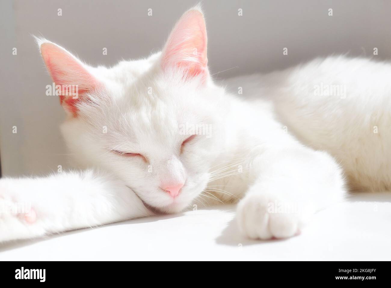 White purebred cat sleeps on white windowsill in rays of sun. Japanese ...