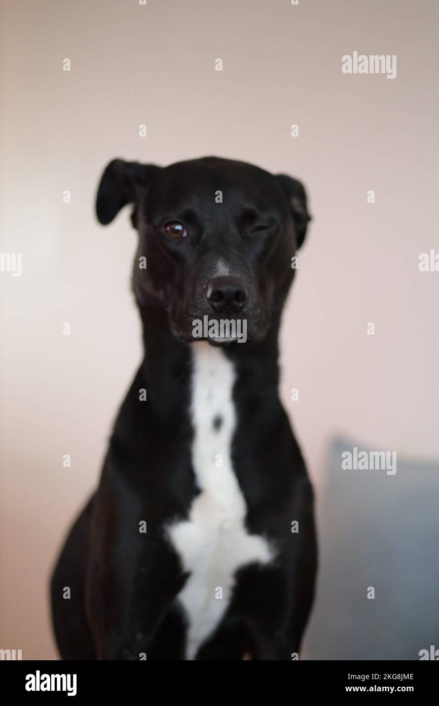 Dog winking eyes hi-res stock photography and images - Alamy