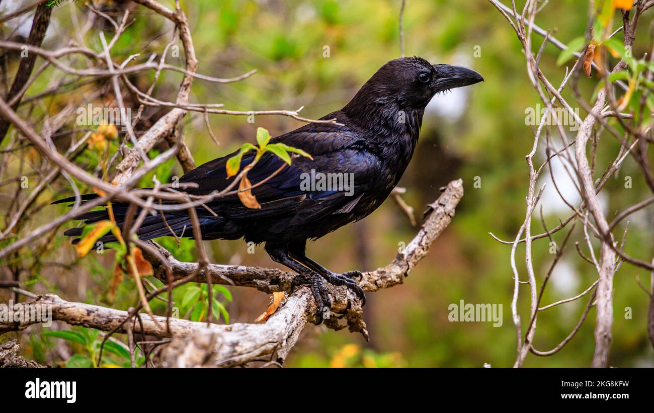 A closeup of common raven perched on a tree twig Stock Photo - Alamy