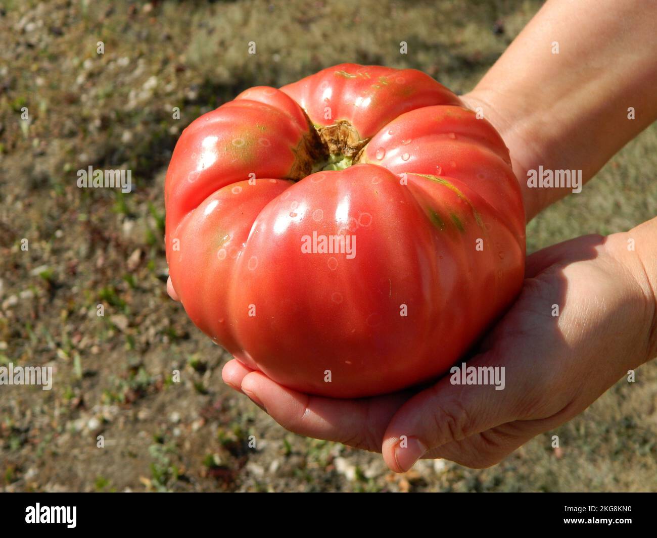 Tomato hands hi-res stock photography and images - Alamy