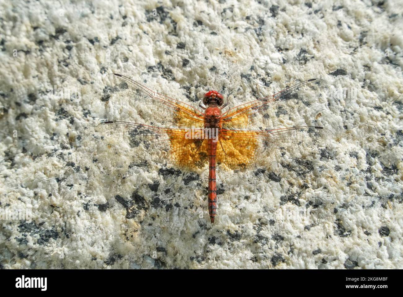 res dragonfly on white river rock in baja california sur mexico close ...