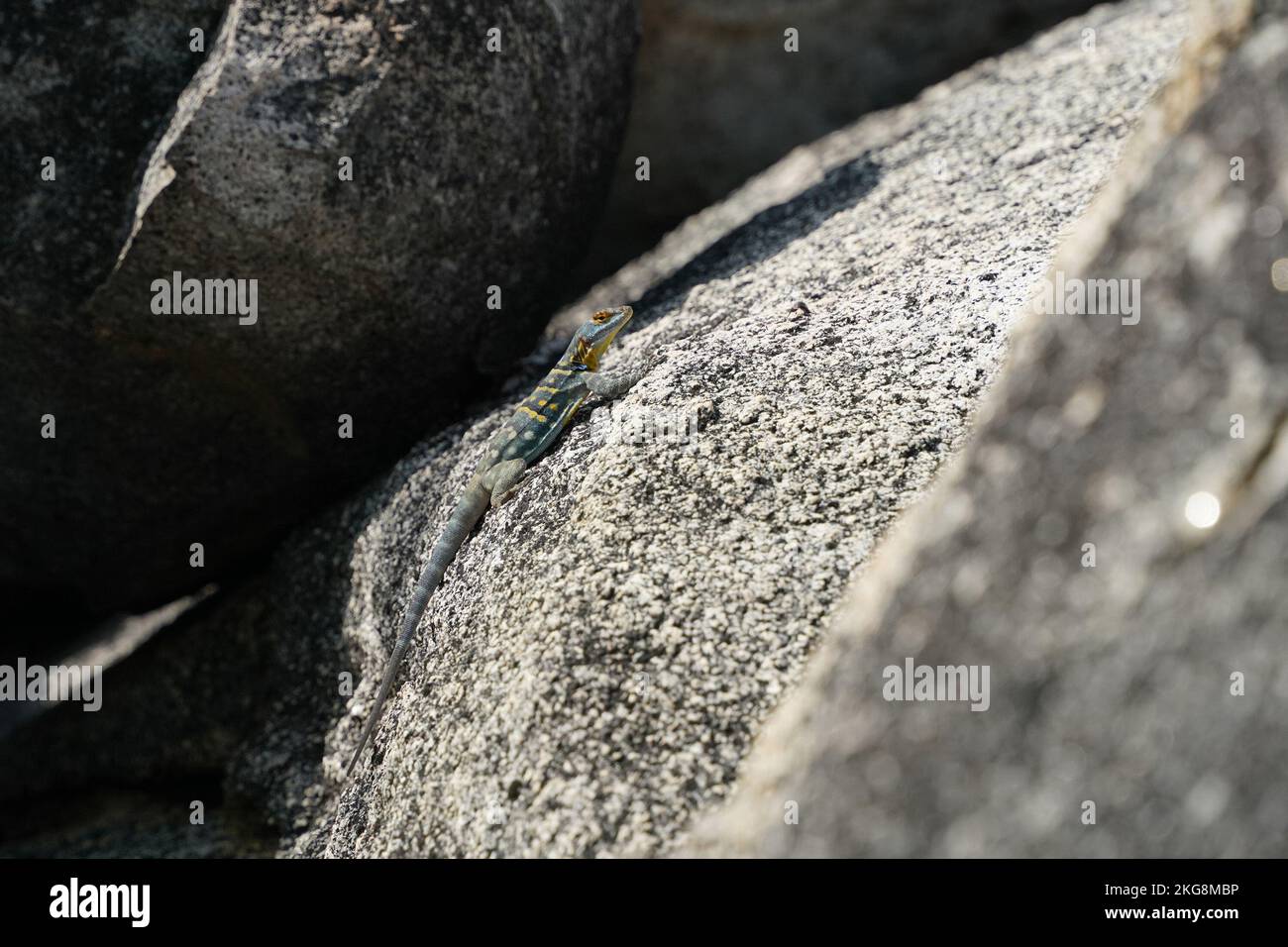 Baja California Rock Lizard (Petrosaurus thalassinus Stock Photo - Alamy