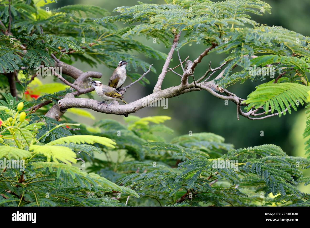 Pycnonotidae hi-res stock photography and images - Alamy