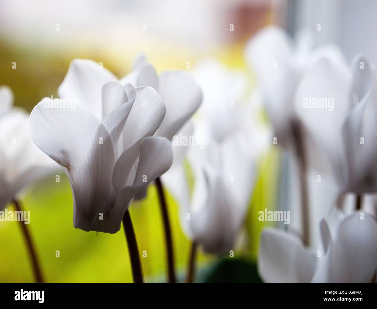 Cyclamen persicum abstract flowers in a row with defocused blur ...