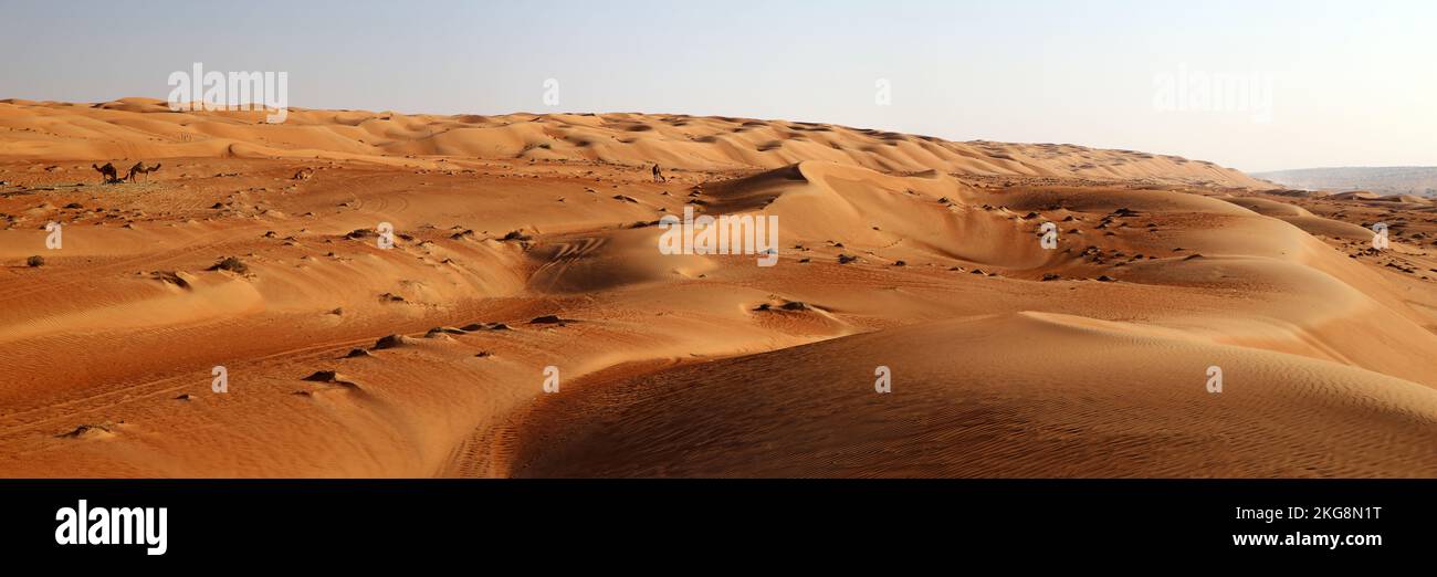 Beautiful dunes of Wahiba Sands, Oman Stock Photo - Alamy