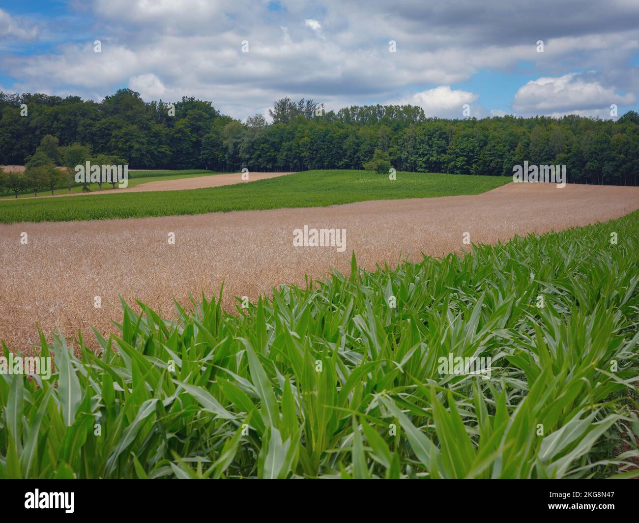 a cornfield somewhere on the france switzerland border in summer cloudy ...