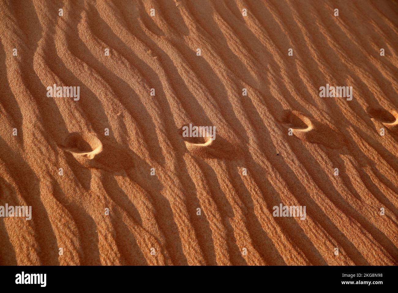 Camel tracks at Wahiba Sands, Oman Stock Photo - Alamy