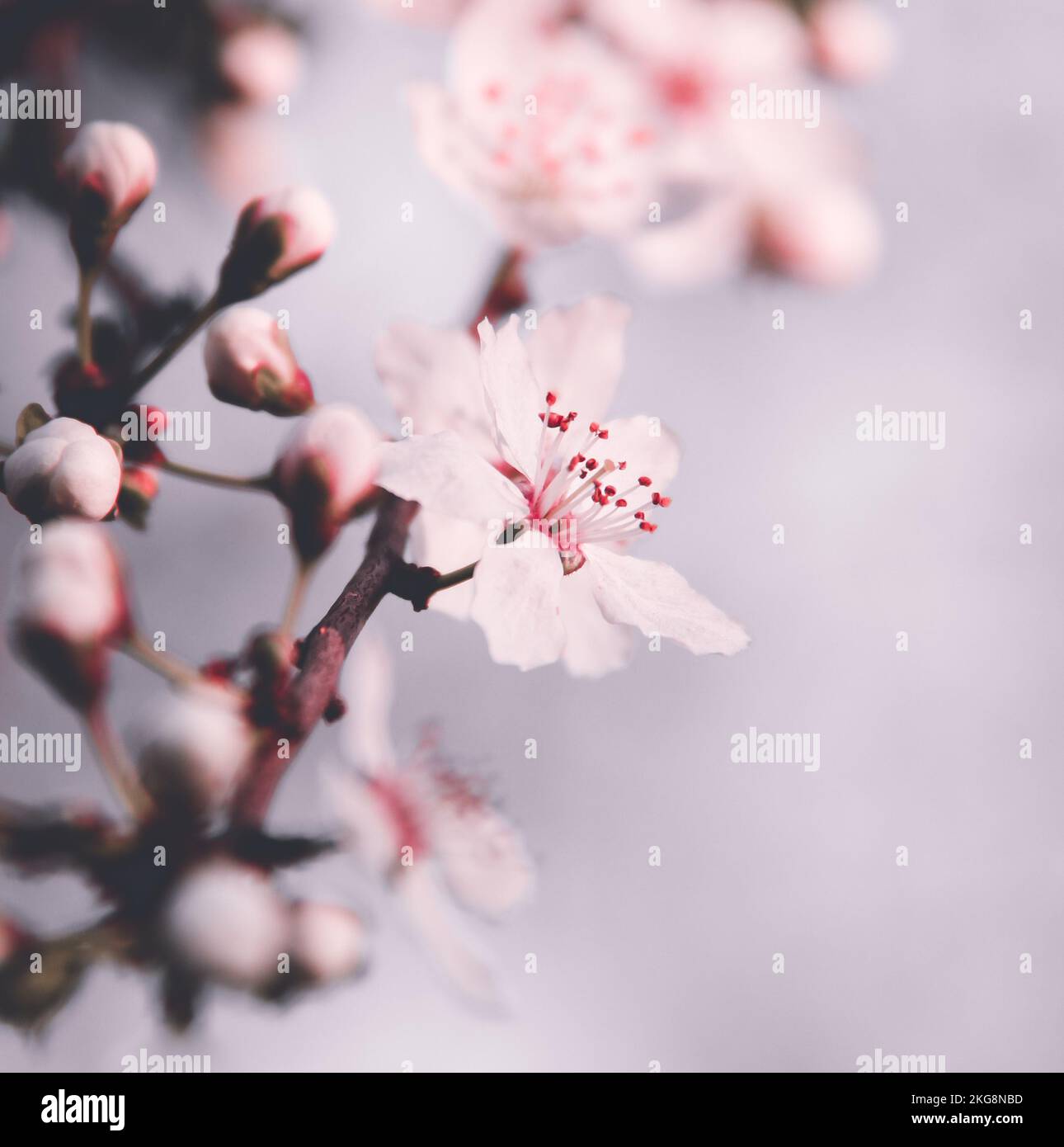 Faded cherry tree hi-res stock photography and images - Alamy