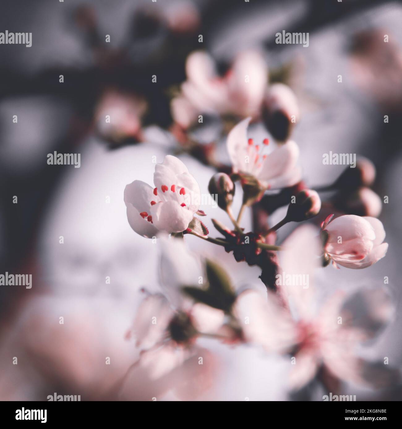 Faded cherry tree hi-res stock photography and images - Alamy