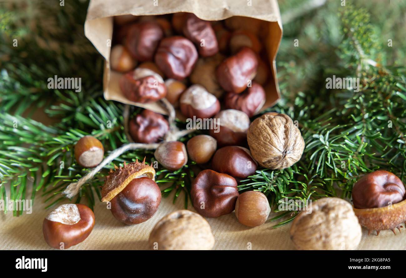 A paper bag with nuts scattered on spruce branches is scattered on ...