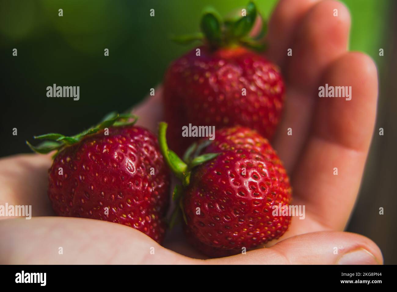 Handful of strawberries hi-res stock photography and images - Alamy