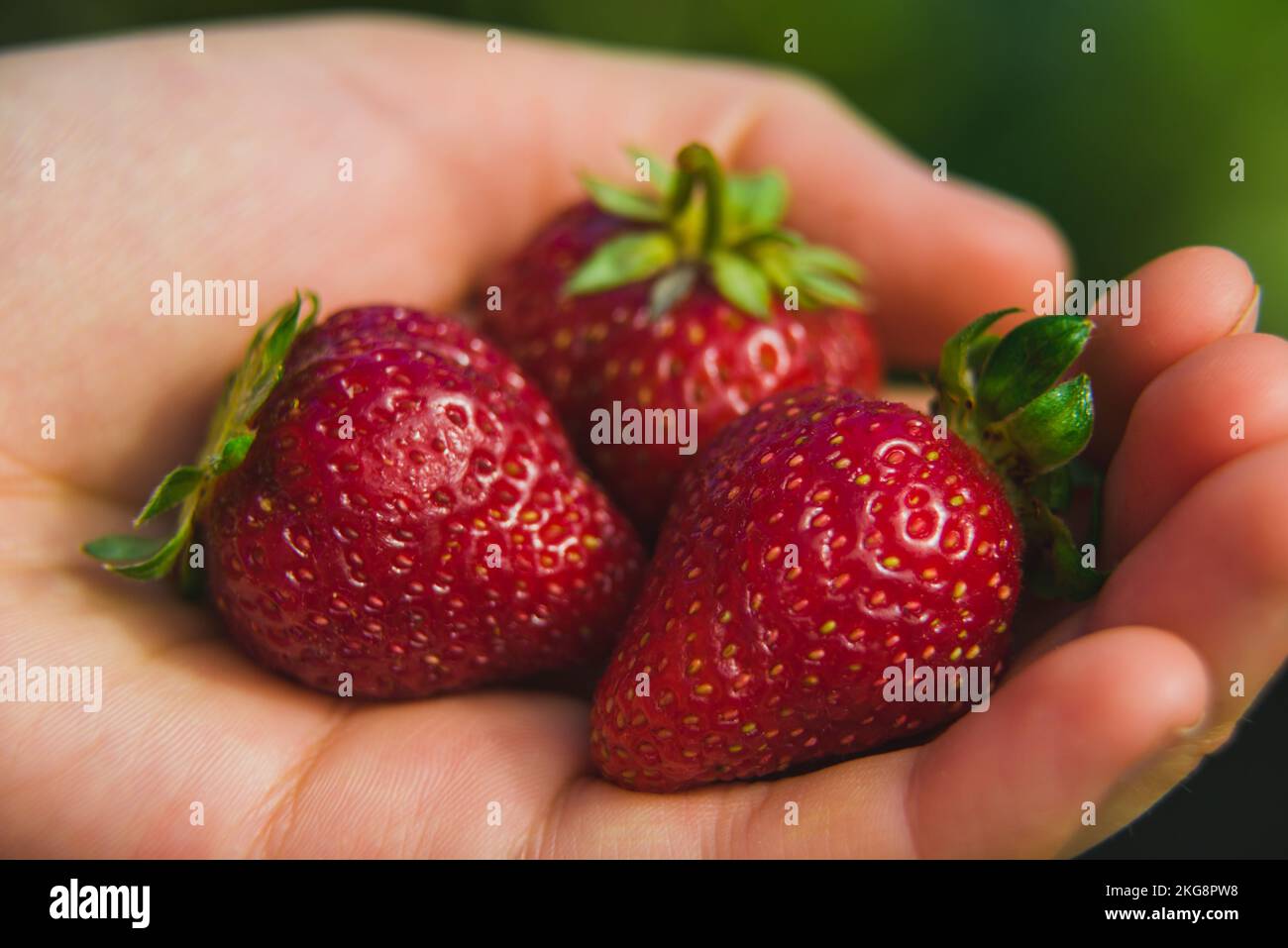 Handful of strawberries hi-res stock photography and images - Alamy