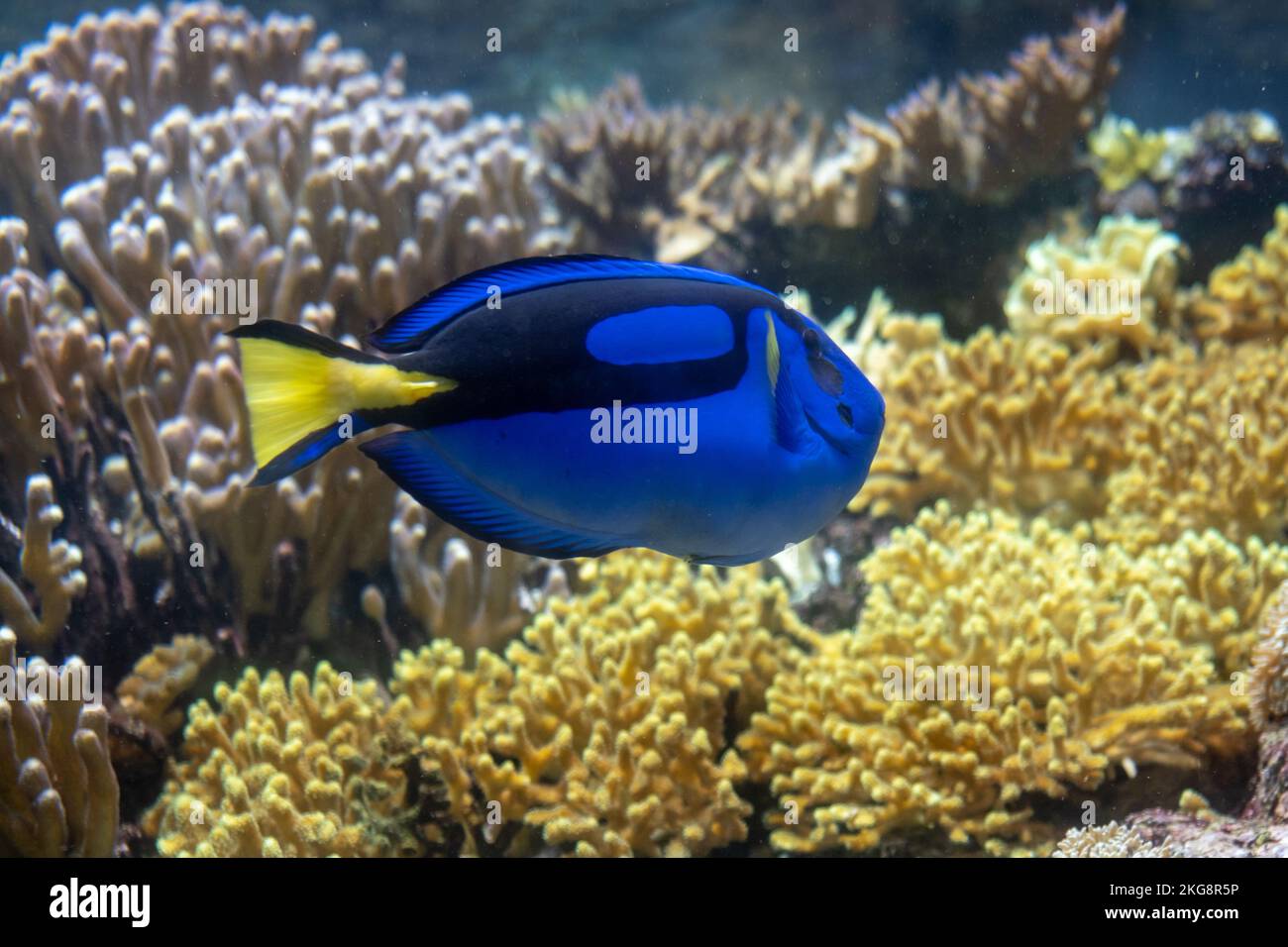 Blue tang paracanthurus hepatus hi-res stock photography and images - Alamy