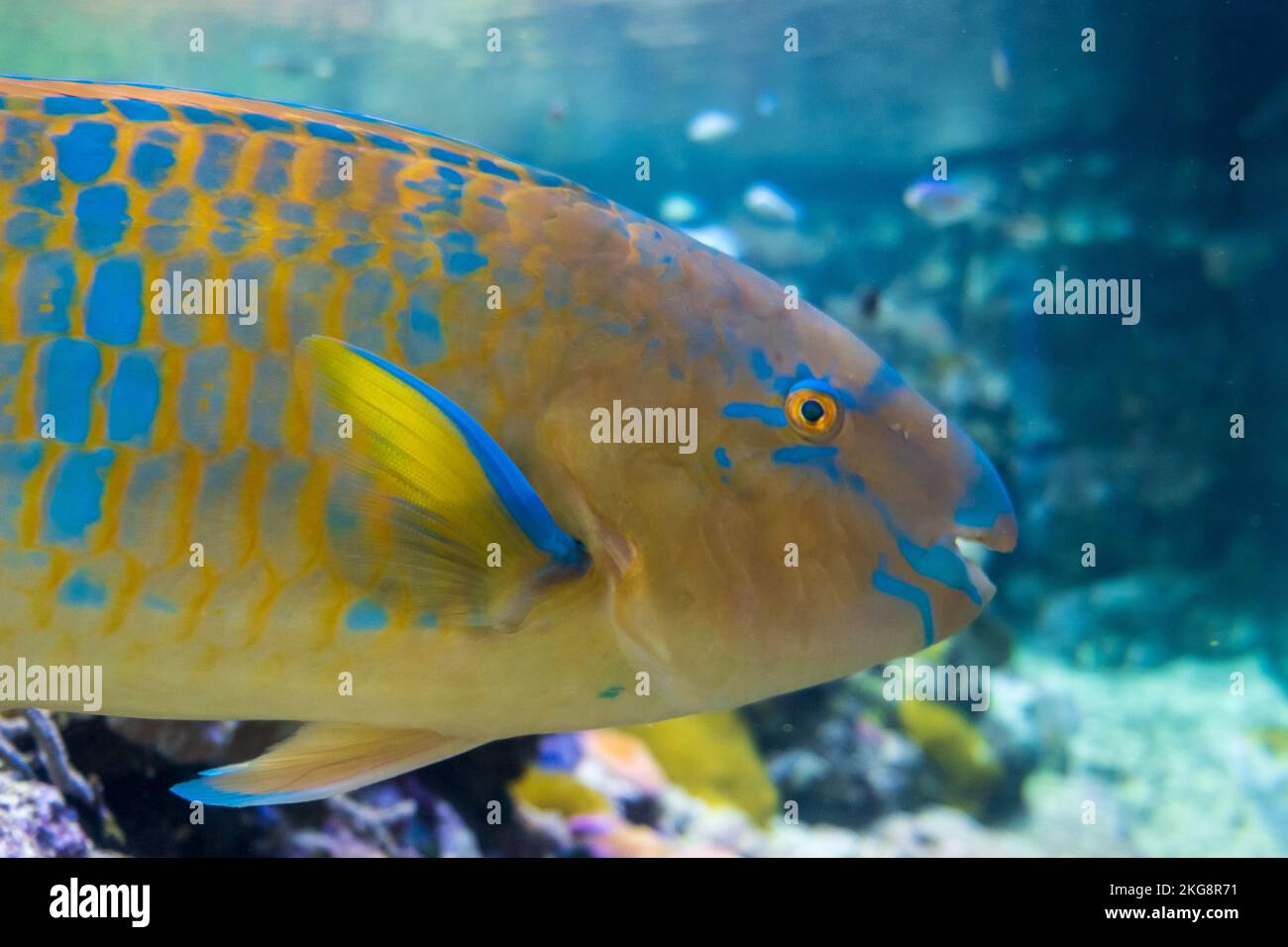 Blue parrotfish closeup hi-res stock photography and images - Alamy