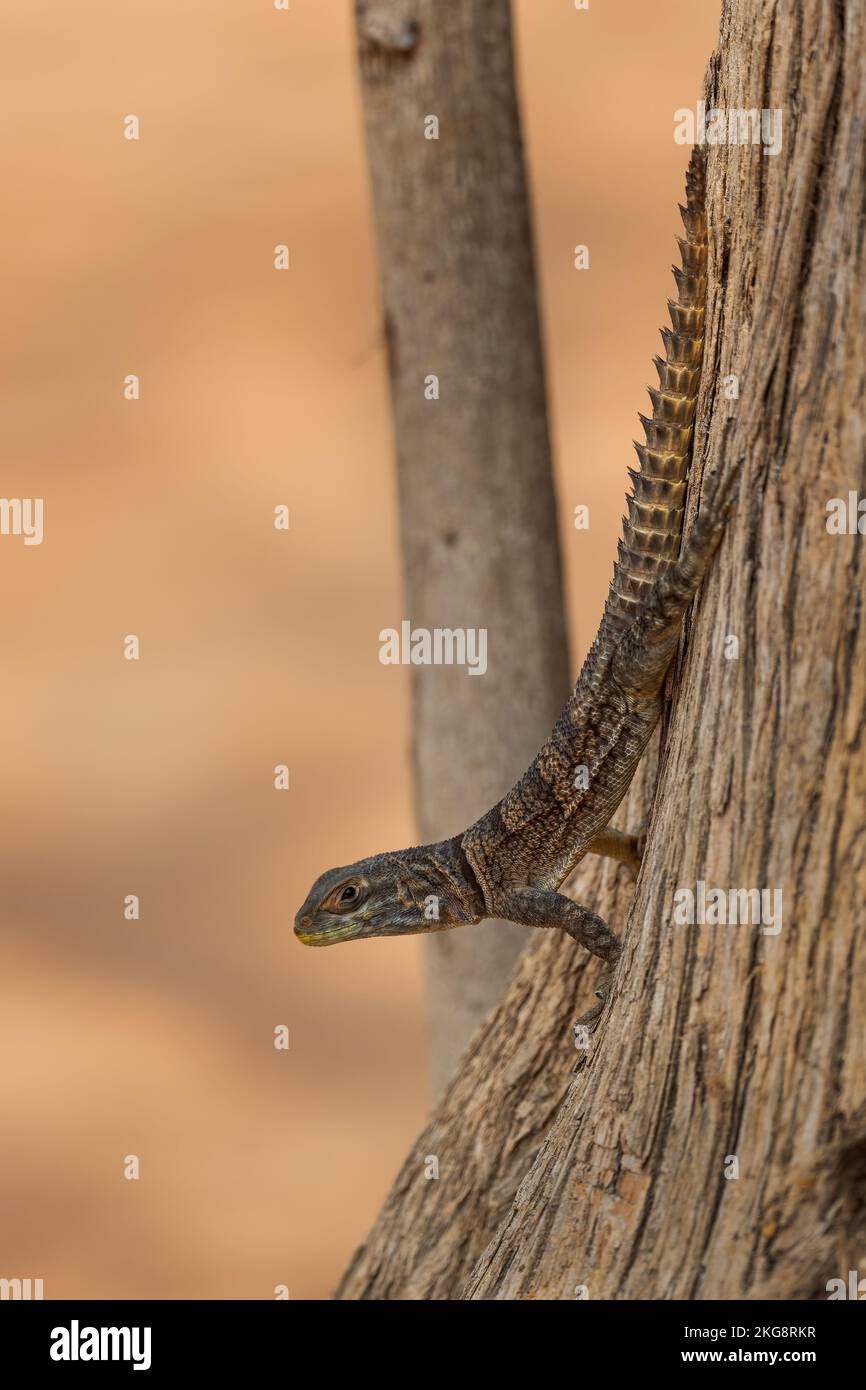 Cuvier's Madagascar Swift - Oplurus cuvieri, Madagascar west coast ...