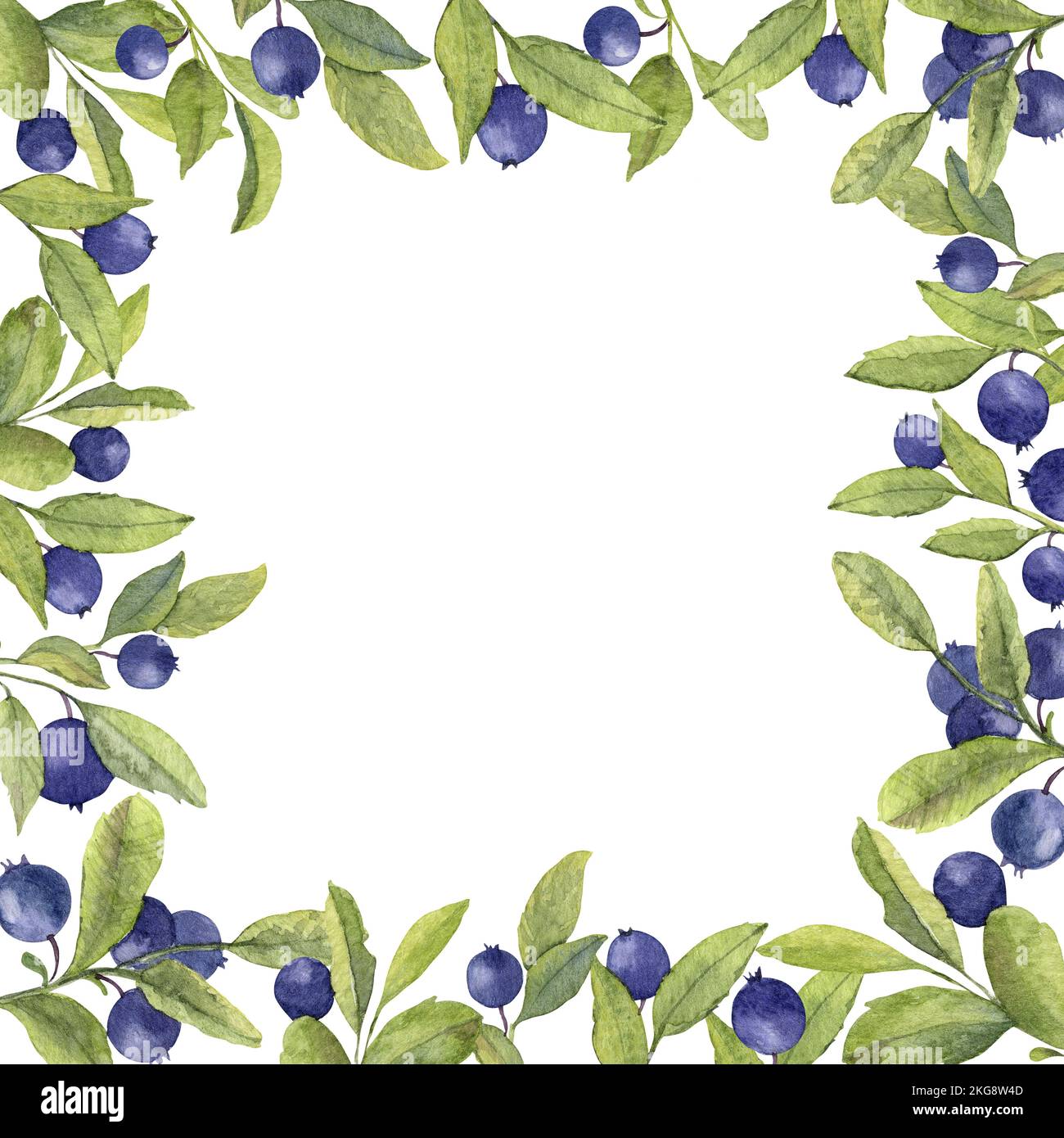 Blueberry frame. Hand drawn watercolor square background with blue ...