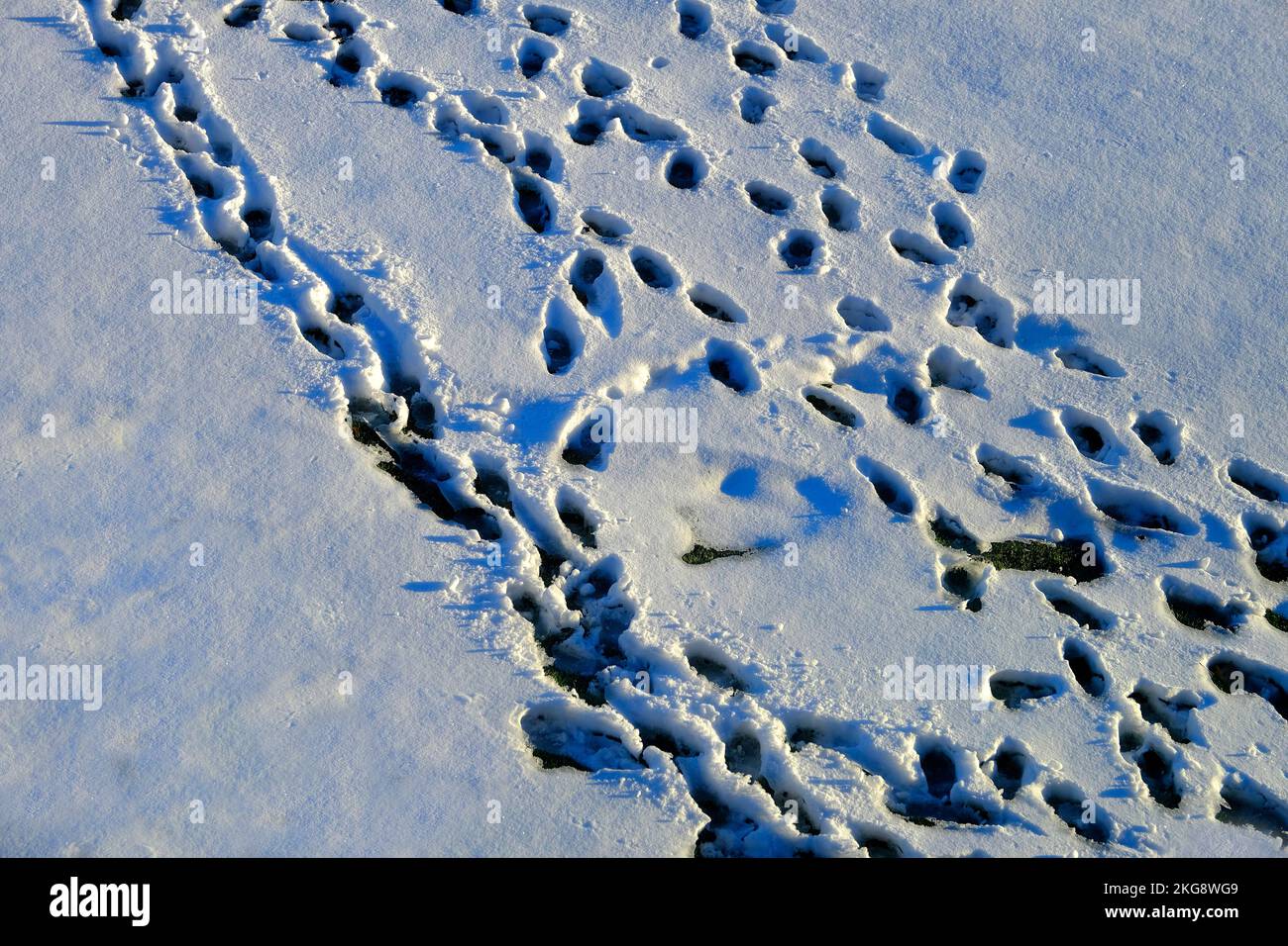 Multiple prints hi-res stock photography and images - Alamy