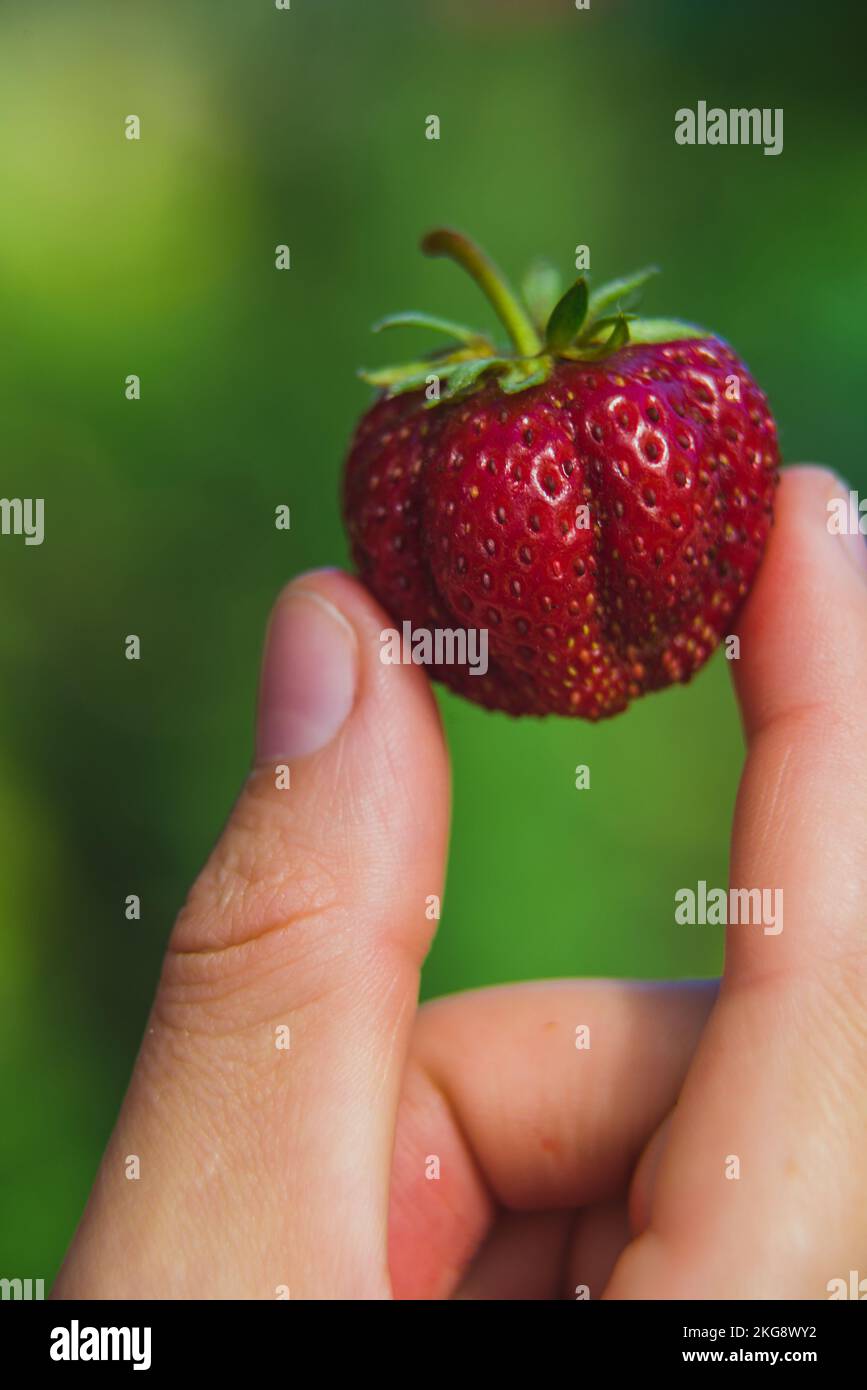 Strawberry in hand on a green background Stock Photo - Alamy