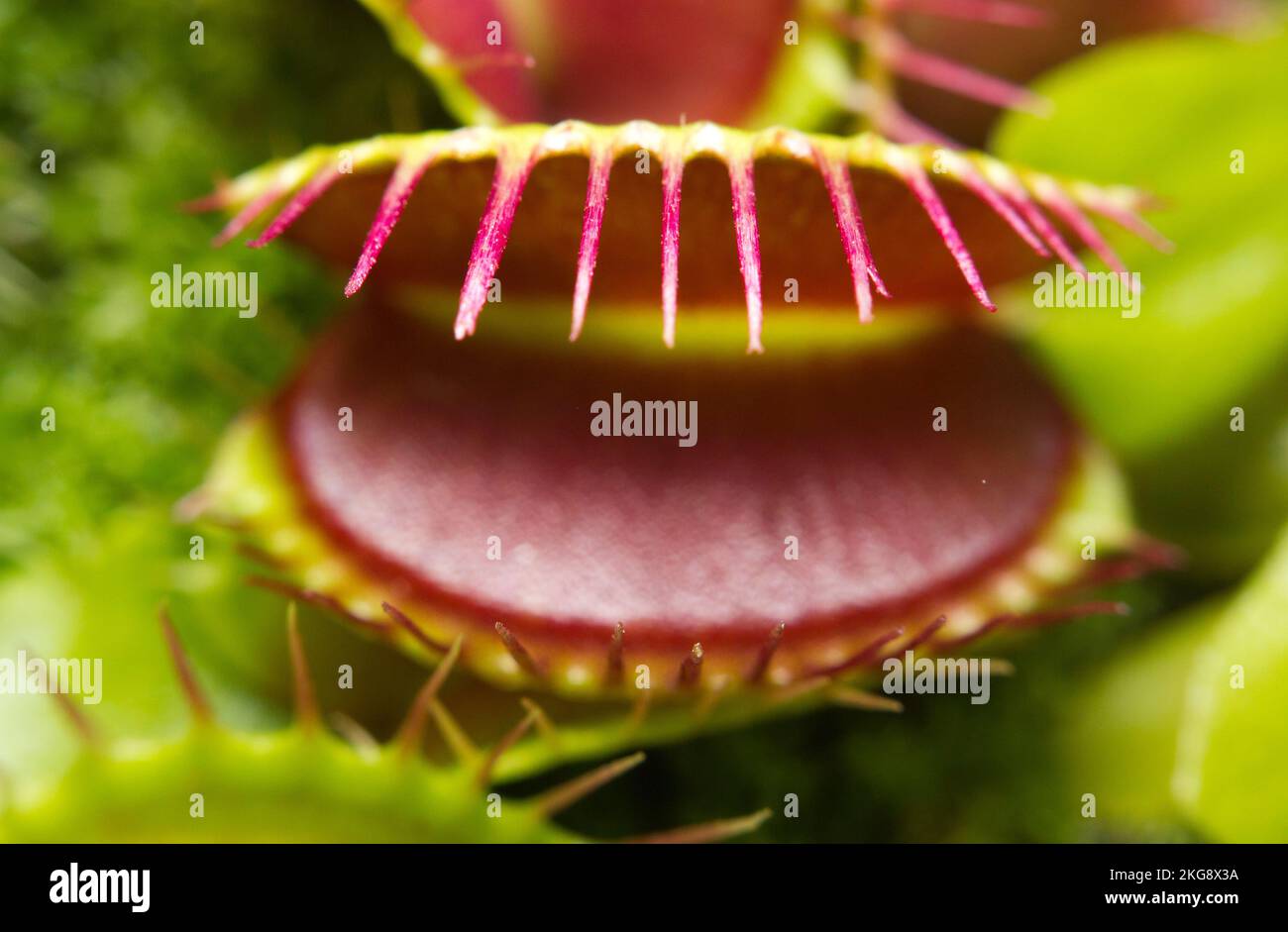 Close-up image of a carnivorous Venus flytrap Stock Photo - Alamy