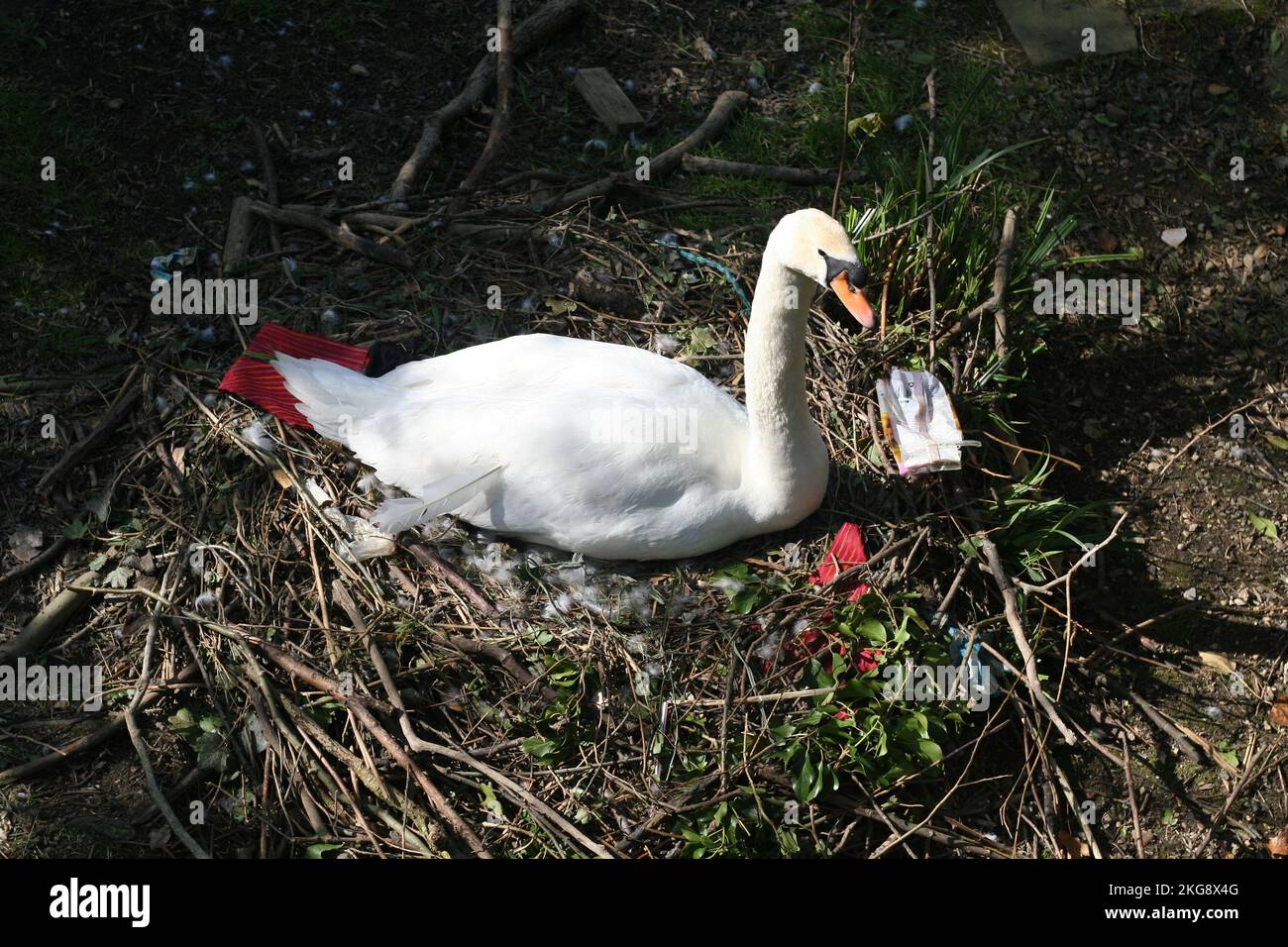 A Mute swan (Cygnus olor) sitting on eggs in a nest Stock Photo - Alamy