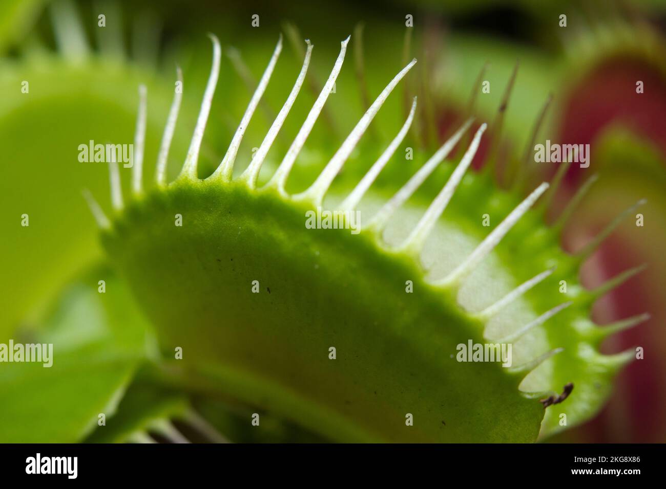 Close-up image of a carnivorous Venus flytrap Stock Photo - Alamy