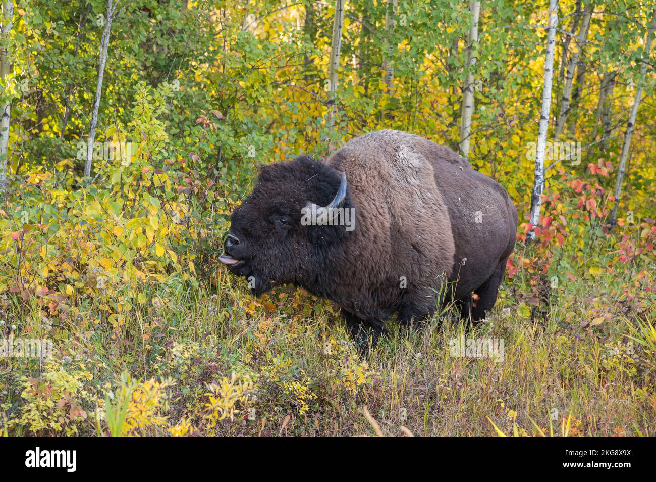 Wild Plains Bison in Autumn Forest, Elk Island National Park, Alberta ...