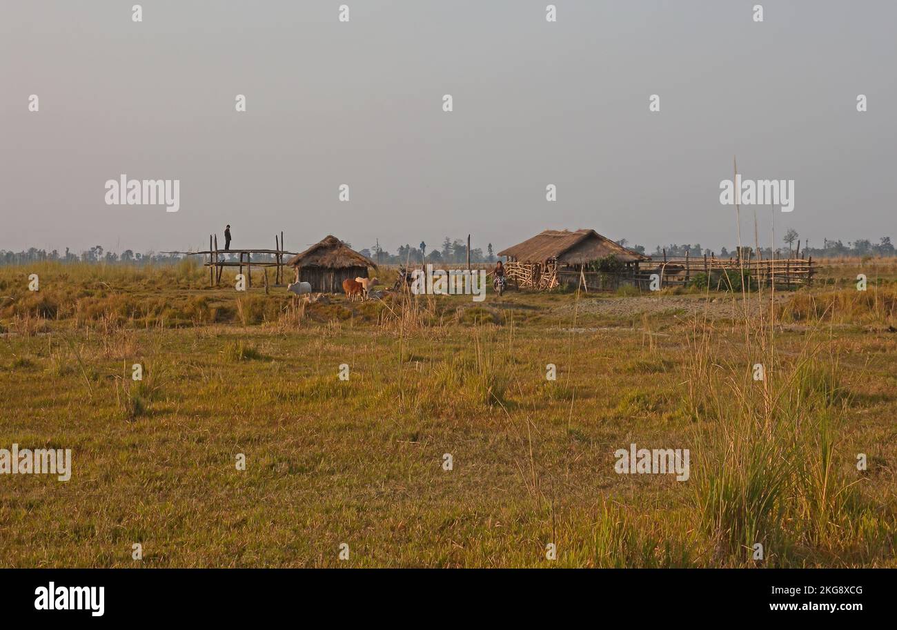 cattle farm in lowland grassland, Bengal Florican habitat Arunachal ...